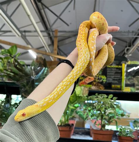 Gopher Snake For Sale Purchased With Kit Stripe Het Albino