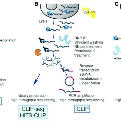 In Vivo Methods For Determining Rbp Targets A Rip Chip And Rip Seq