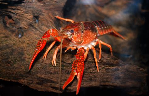 Crayfish The Care Feeding And Breeding Of Freshwater Crayfish Crawfish Crayfish