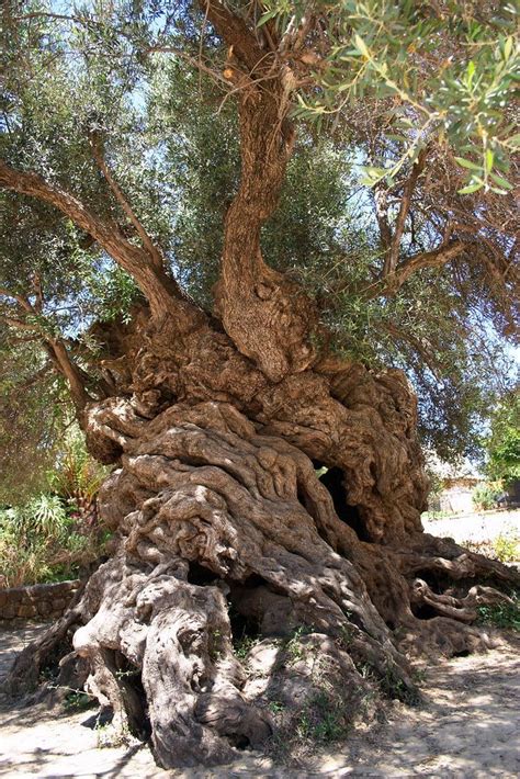 Vouves Olive Tree In Kolimbari Crete Ancient Olive Tree Images