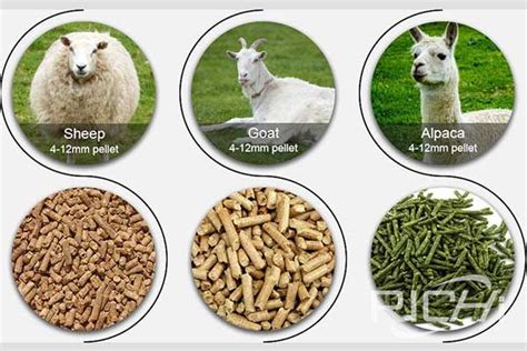 Best 13 How Much Roughage And Concentrate Ewes Eat Per Day Sheep Feed Pellet Machine Problem