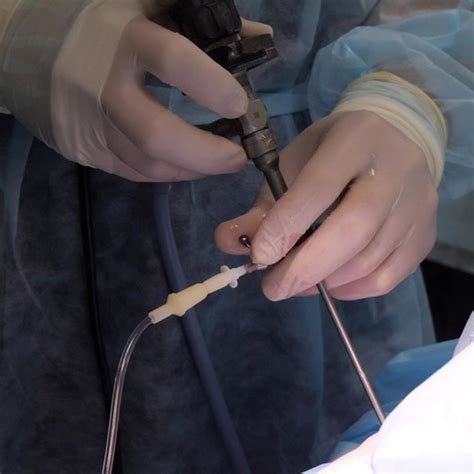 World Small Animal Veterinary Association Renal Pathology Initiative