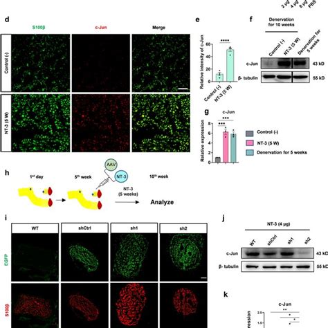 Nt 3 Maintains The High Expression Of C Jun In The Denervated Distal Download Scientific