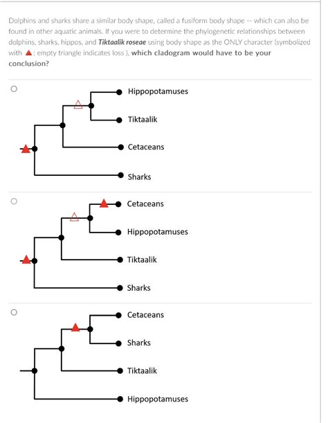 Dolphins And Sharks Share A Similar Body Shape