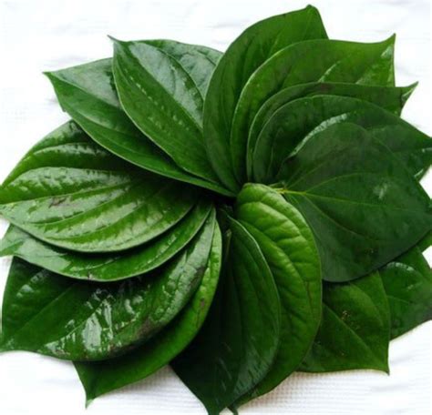 Betel Leaf Oil Ts Aromatics