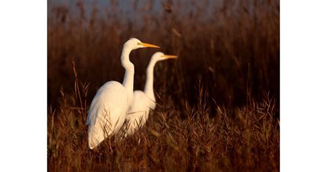 За 45 та поредна година България брои зимуващите водолюбиви птици Български Фермер