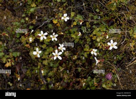 Wild Flowers Flowering In The Arctic Tundra Arctic National Wildlife