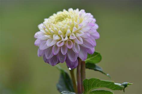 Dahlia Flower Blossom Free Photo On Pixabay Pixabay