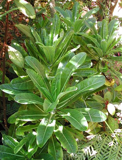 Dendroseris Pruinata Arborele Păpădiilor Savage Rose