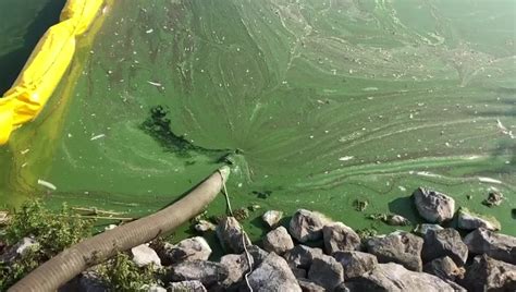 Video Ecocoast On Linkedin Tackling The Spread Of Lethal Algae