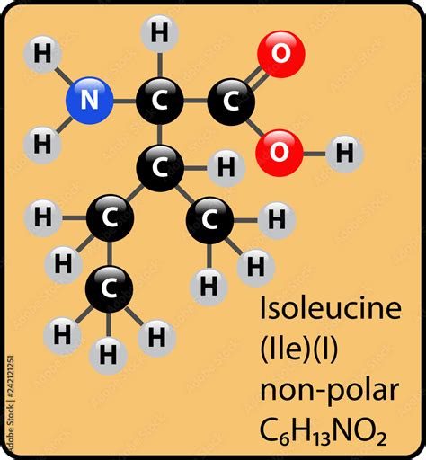 Isoleucine Amino Acid Molecule Ball And Stick Structure Stock Vector