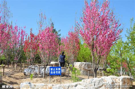 园林花灌木之帚桃摄影图 花草 生物世界 摄影图库 昵图网