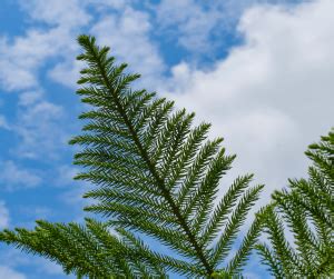 Dead Tree Meaning And Symbolism A Comprehensive Analysis