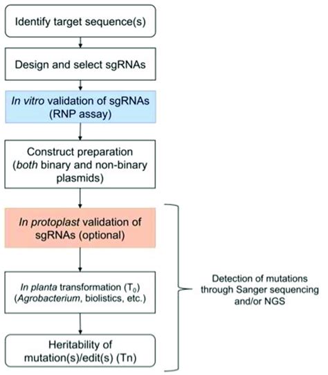 A Stepwise Approach For Genome Editing In Various Crop Species A Download Scientific Diagram