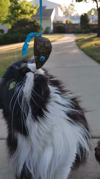 Cats Reaction To Catnip Youtube Cats Reaction To Catnip Youtube