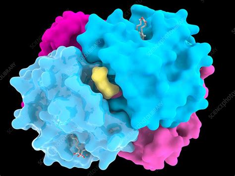 Haemoglobin Molecular Model Stock Image C047 4791 Science Photo Library