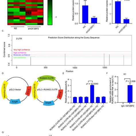 Runx2 Is A Potential Target Of Igf2bp2 A Heatmap Of Differentially Download Scientific