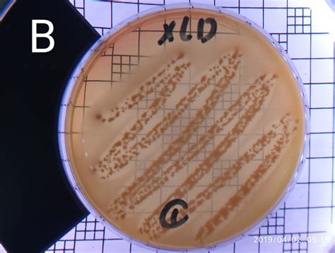 Issues Related To Salmonella Detection Methods Researchgate