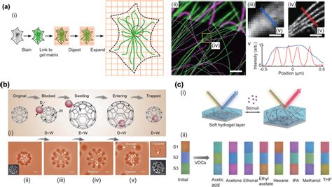 Hydrogels With Stimuli‐responsive Shrinkingswelling And Their