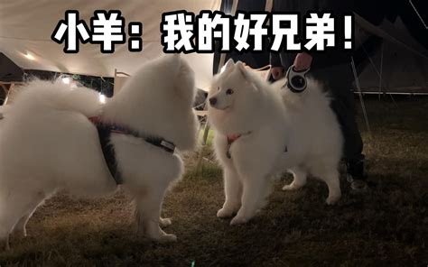 汪汪队开大会 哔哩哔哩