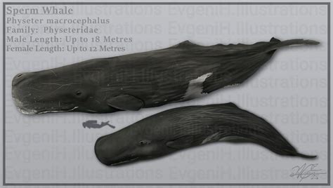 Sperm Whale By Evgenih On Deviantart