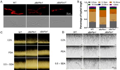 Figure 3 From A Perilipin Affects Lipid Droplet Homeostasis And Aerial