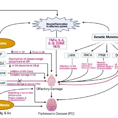 The Various Factors In The Etiogenesis Of Pd And Its Correlation With