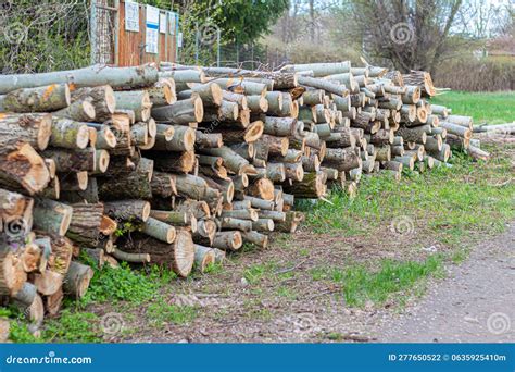 The Logs Are Stacked For Transport Stock Photo Image Of Pile Forest