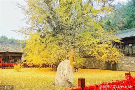 1400歲的銀杏樹從大唐穿越而來 每日頭條