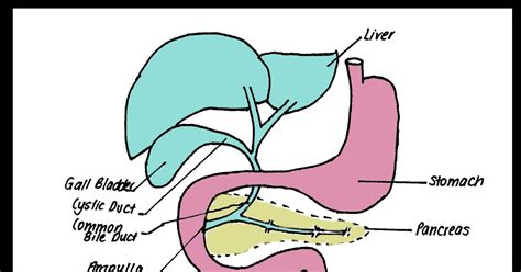 X Ray Vision A Radiography Blog ERCP Anatomy Procedure And The Role Of The Radiographer