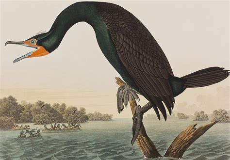 Anhinga Observed And Described In 1774 Bartram Trail Society Of Florida