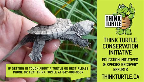 Nesting Turtles
