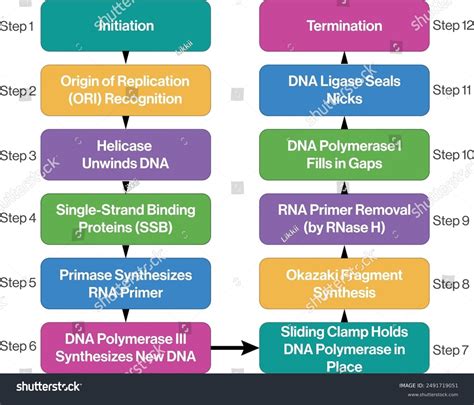 Dna Replication Process Flow Chart Illustration Royalty Free Stock Vector 2491719051