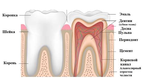 Строение зуба