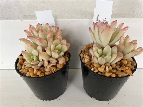 Pachyphytum Hamiltons World Of Cacti