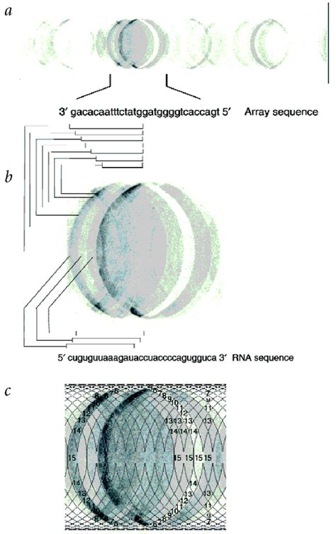 Molecular Interactions On Microarrays Nature Genetics