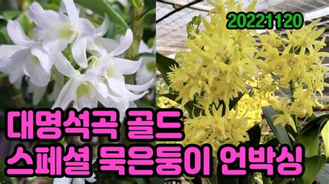 대명석곡 골드 스폐셜 묵은둥이 노란 황금색 대명석곡 향기도 최고 덴드로비움 엔젤베이비 Youtube