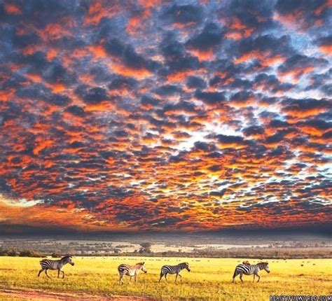 Serengeti National Park Facts And Information Beautiful World Travel Guide