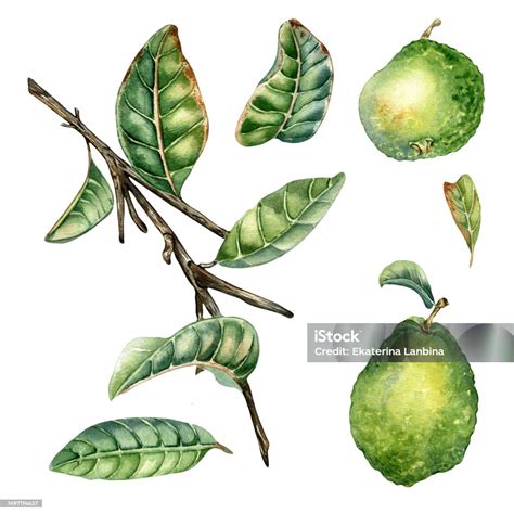나뭇가지와 두 개의 구아바 과일 수채화 그림이 흰색 배경에 분리되어 있다 열대 식물 구아자바의 녹색 잎이 손으로 그렸다 포장 포장 라벨 포스터 디자인 0명에 대한 스톡 벡터