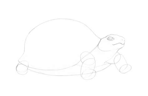 How To Draw A Turtle