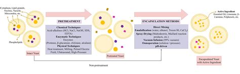 Encapsulation Of Hydrophobic Compounds In Yeast Cells Methods