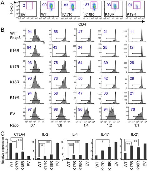Single Foxp3 Lysine Mutations Affect Treg Suppressive Function And Gene Download Scientific
