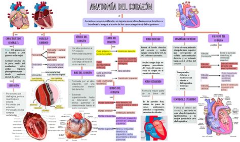 Anatomia Del Corazon Mapa Conceptual Shibaswap Porn Sex Picture Sexiz Pix