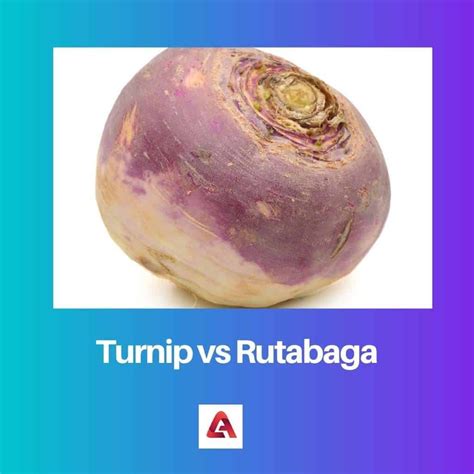 Turnip Vs Rutabaga Difference And Comparison