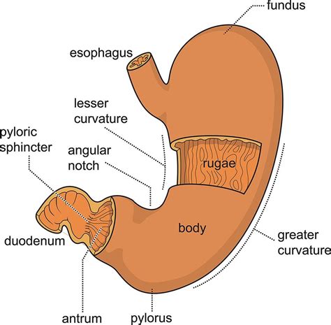 Simple Stomach Diagram Stomach Structure Stomach Anat