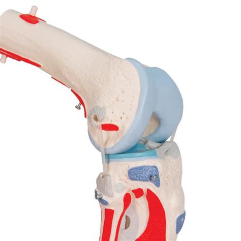 Anatomical Teaching Models Plastic Human Joint Models Knee Joint Model With Muscles