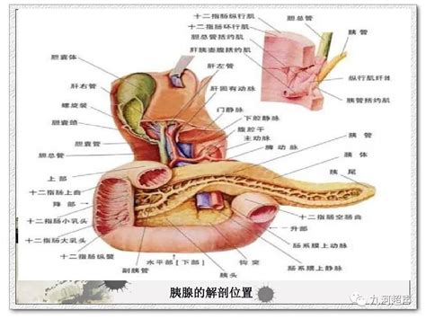 胰腺超声的解剖及检查方法胰腺超声解剖胰管胰尾胰体 健康界