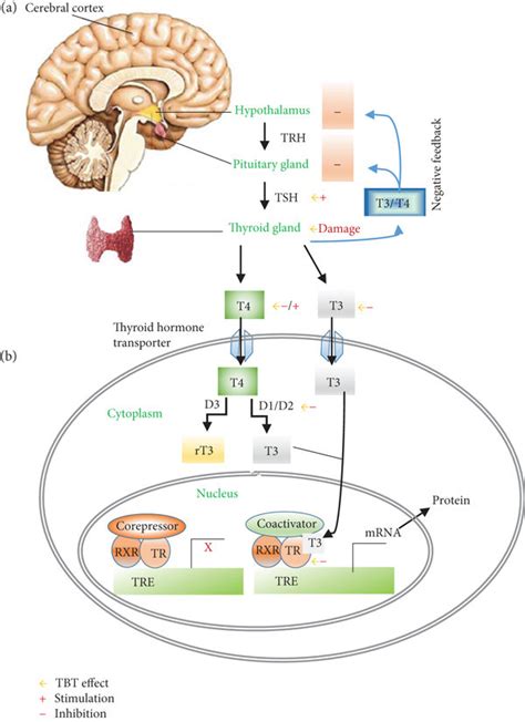 Thyroid Hormone Production