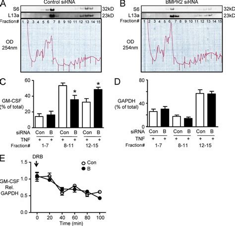 Reduced Bmpr2 Appears To Enhance Gm Csf Mrna Translation A And B To