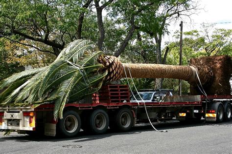Tree Lopping Gold Coast Tree Trimming And Tree Removal Services